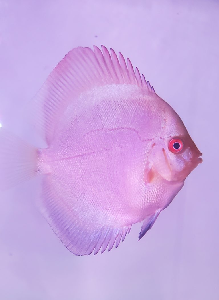 Discus Blue Diamonds - Discus Farm JDL France - La Qualité élevée en France