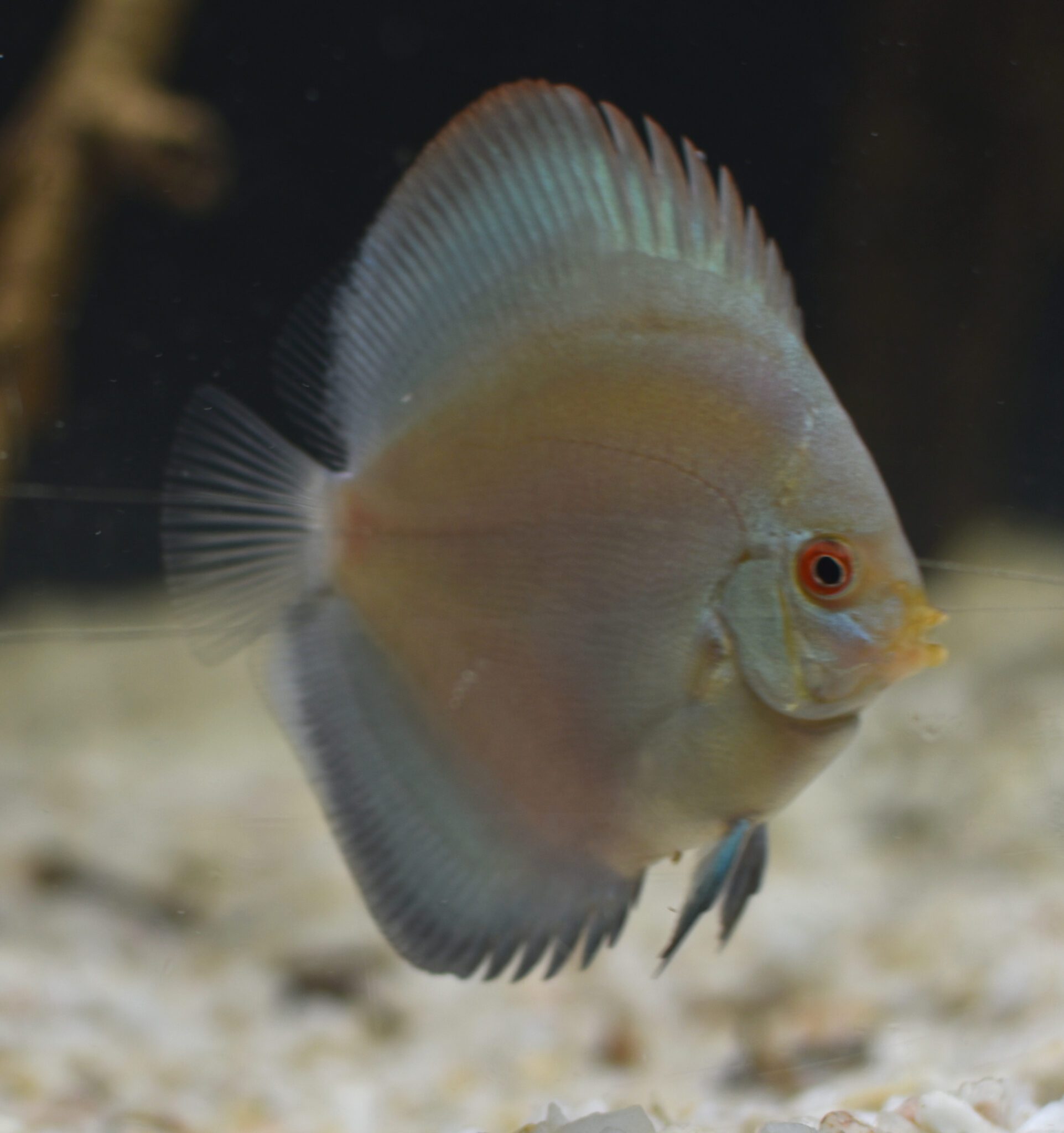 Discus Blue Diamonds - Discus Farm JDL France - La Qualité élevée en France