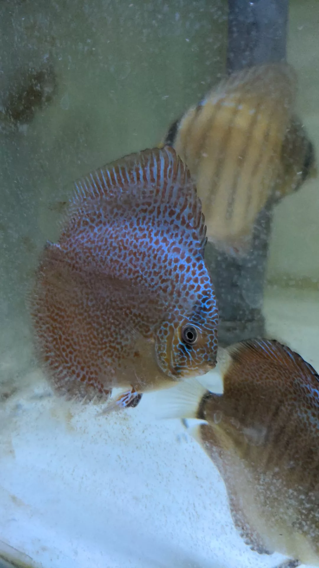 Couple Super Panthera - Discus Farm JDL France - La Qualité élevée en ...